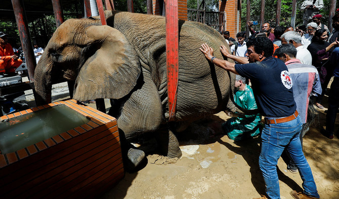 Foreign vets treat Pakistani elephant Noor Jehan, say survival chances ...