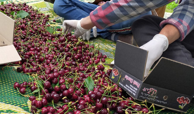 Farmers hope to reap fruits as China opens doors to Pakistani cherry ...