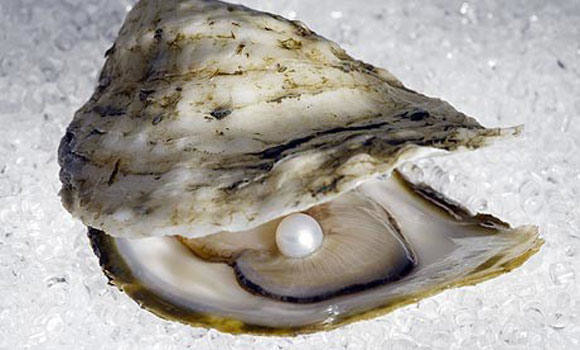 natural oyster pearl