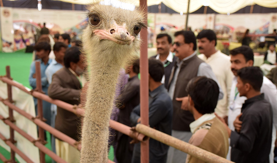 Sindh wants to get more than plumes from ostrich farming | Arab News PK