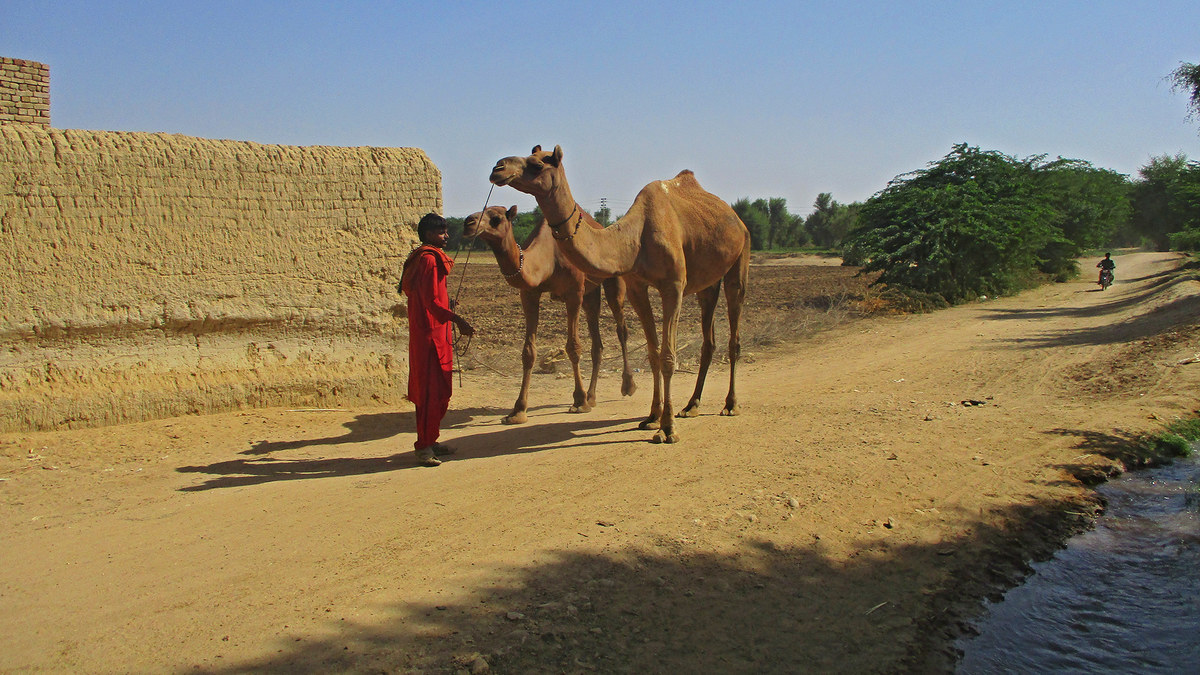 Mini-Gulf: In Pakistani desert district, one-fourth residents work in ...